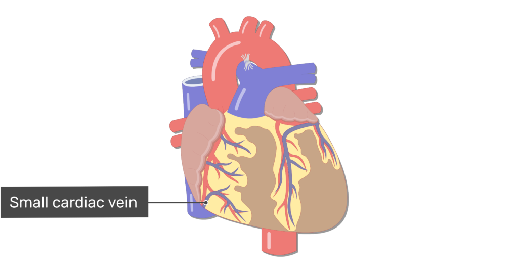 Posterior Interventricular Artery Middle Cardiac Vein