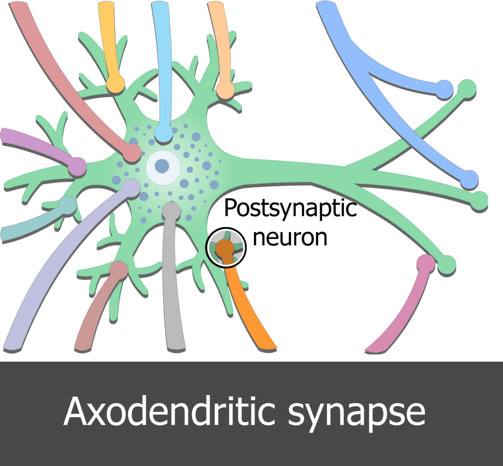Axodendritic, axosomatic and axoaxonic synapses | GetBodySmart