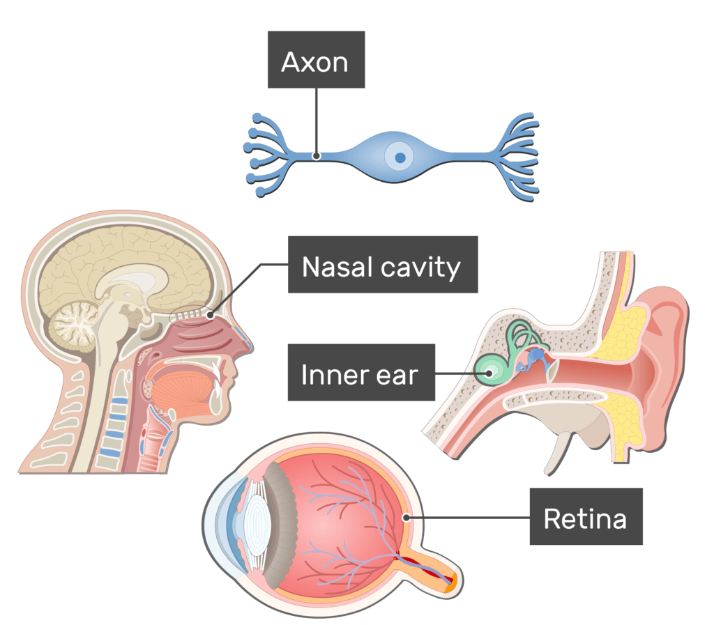 Bipolar Neuron Labeled