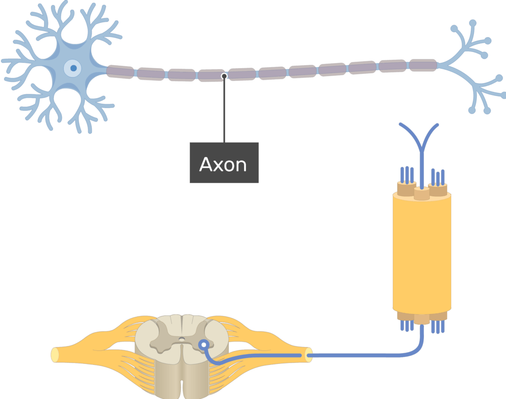 Multipolar Neurons - Structure, functions and diagram | GetBodySmart