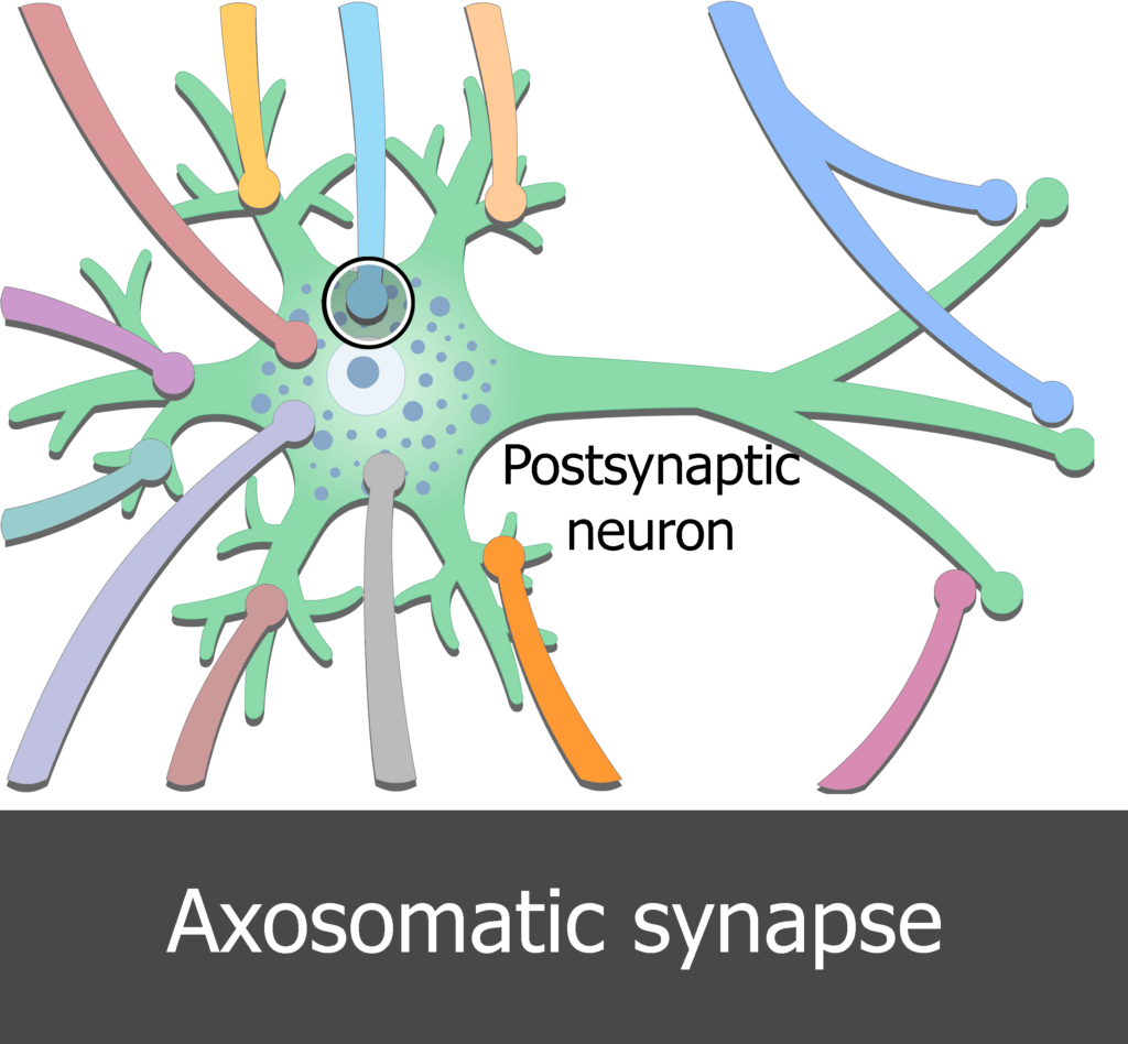Axodendritic, axosomatic and axoaxonic synapses | GetBodySmart