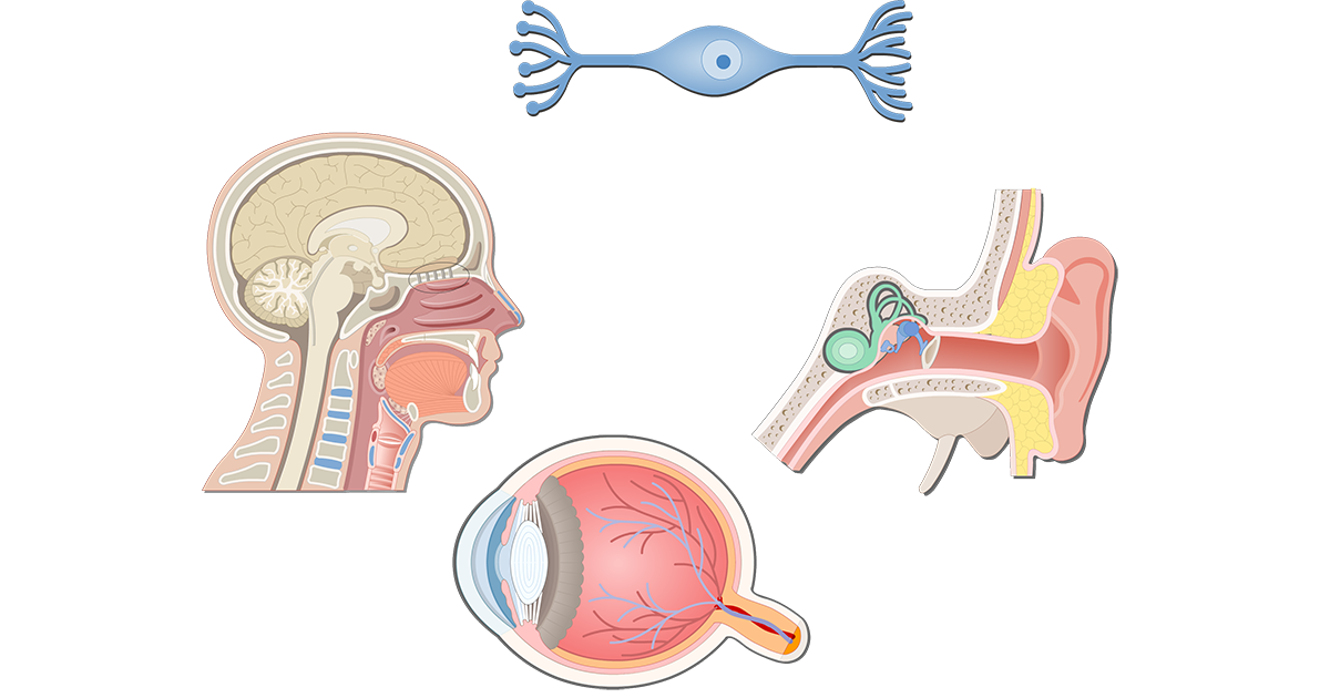 Bipolar Neurons - Structure and Functions | GetBodySmart Bipolar Neurons - Structure and Functions | GetBodySmart