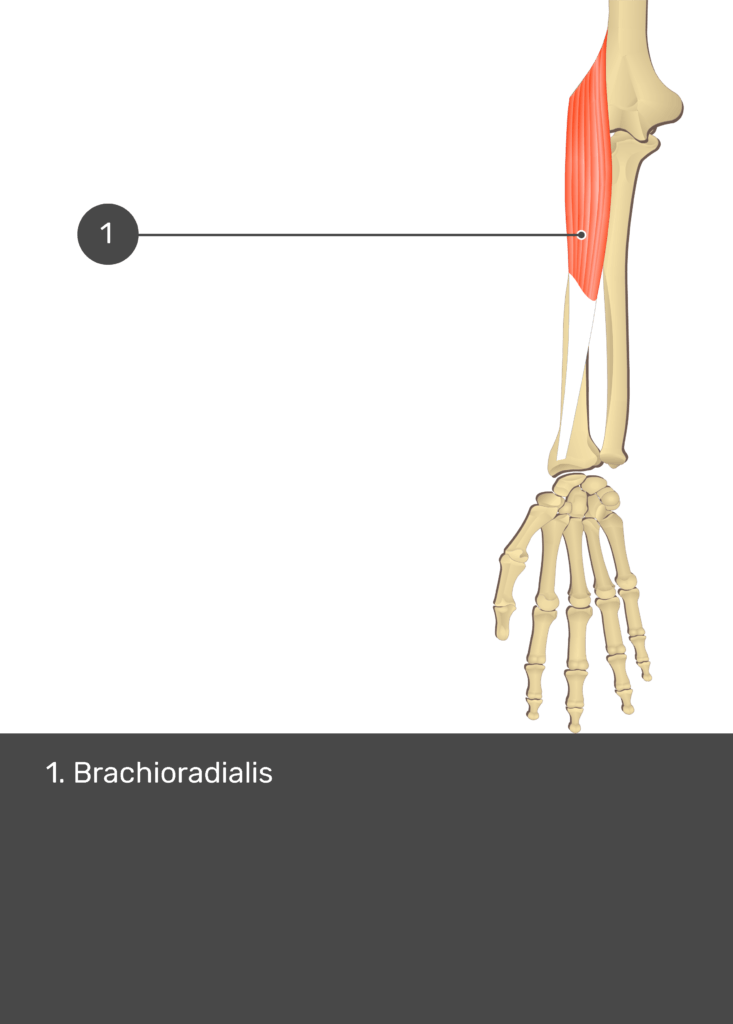 Brachioradialis Origin And Insertion PPT Muscles Of The Forearm