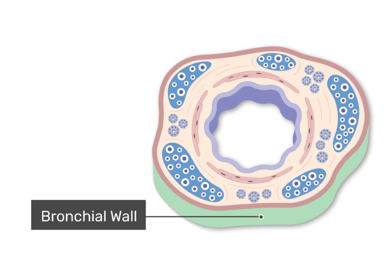 Bronchus and branchial wall: anatomy and diagram | GetBodySmart