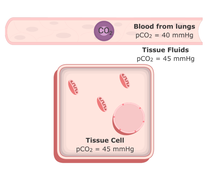 Oxygen transport in blood: interactive diagram | GetBodySmart