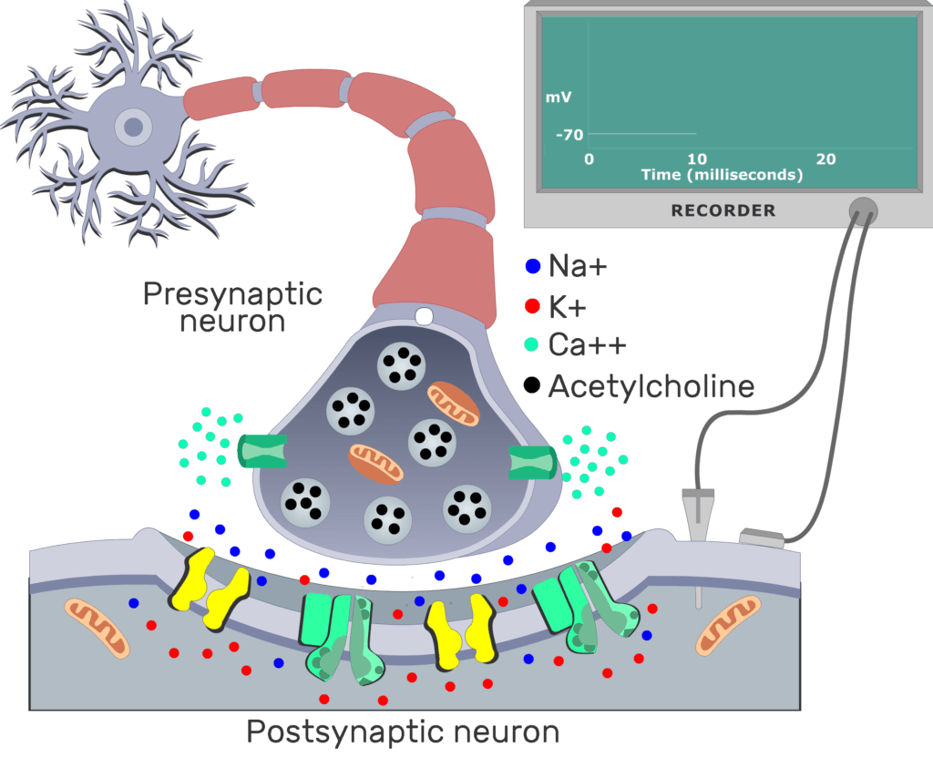 Cholinergic synapse: events and interactive diagram | GetBodySmart