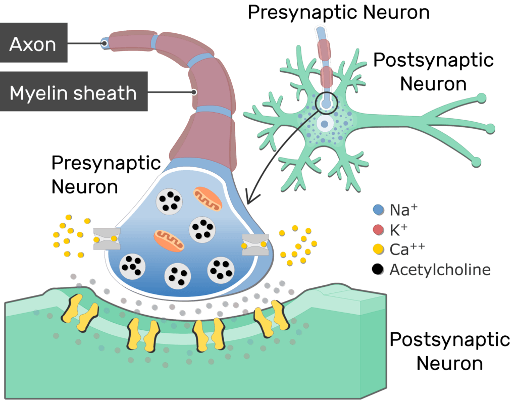 Neurotransmitter Release At Cholinergic Synapses | GetBodySmart