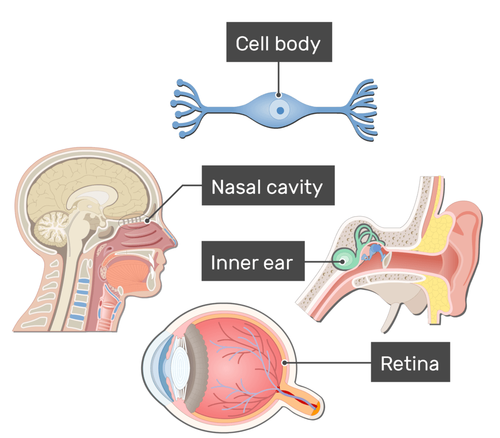 Bipolar Neuron Labeled