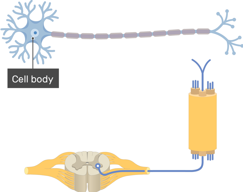 Motor Neuron Structure