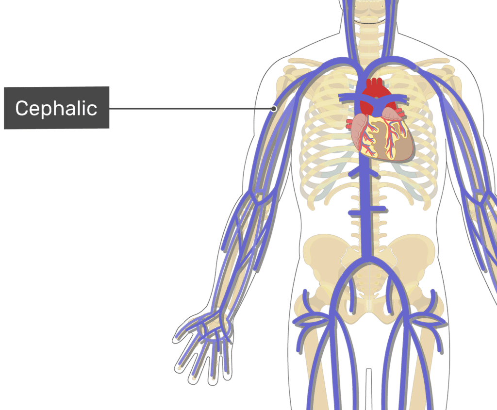 Cephalic Vein