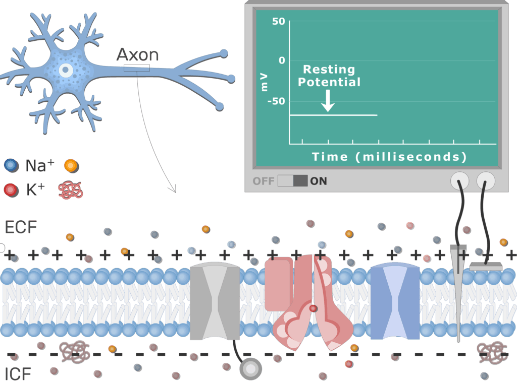 Action Potential
