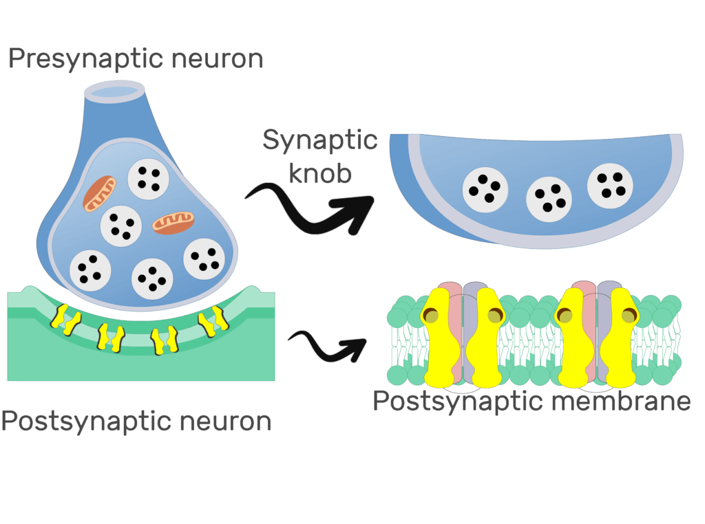 Synapsediagram For Barn