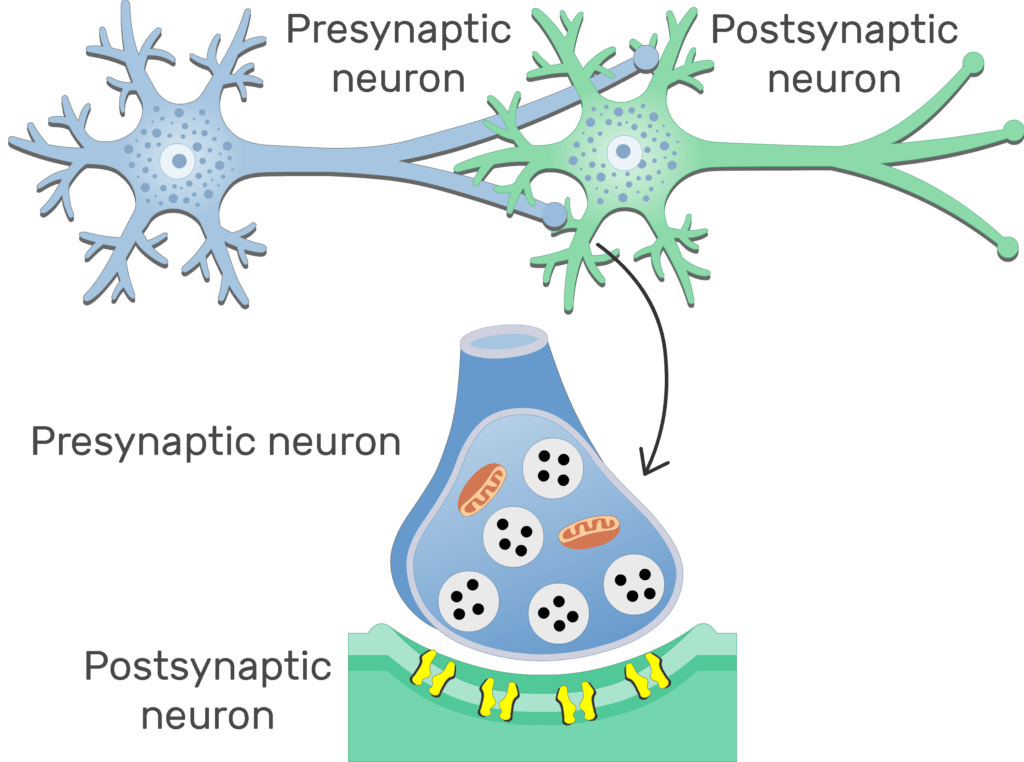 Chemical Synapse Understanding Neural Circuit Function Through