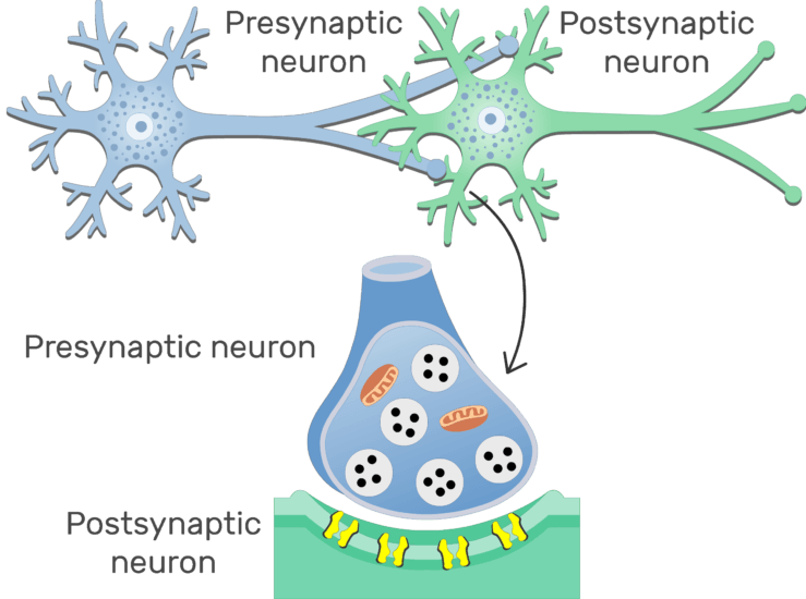 Chemical synapse: structure and labeled diagram | GetBodySmart Chemical synapse: structure and labeled diagram | GetBodySmart