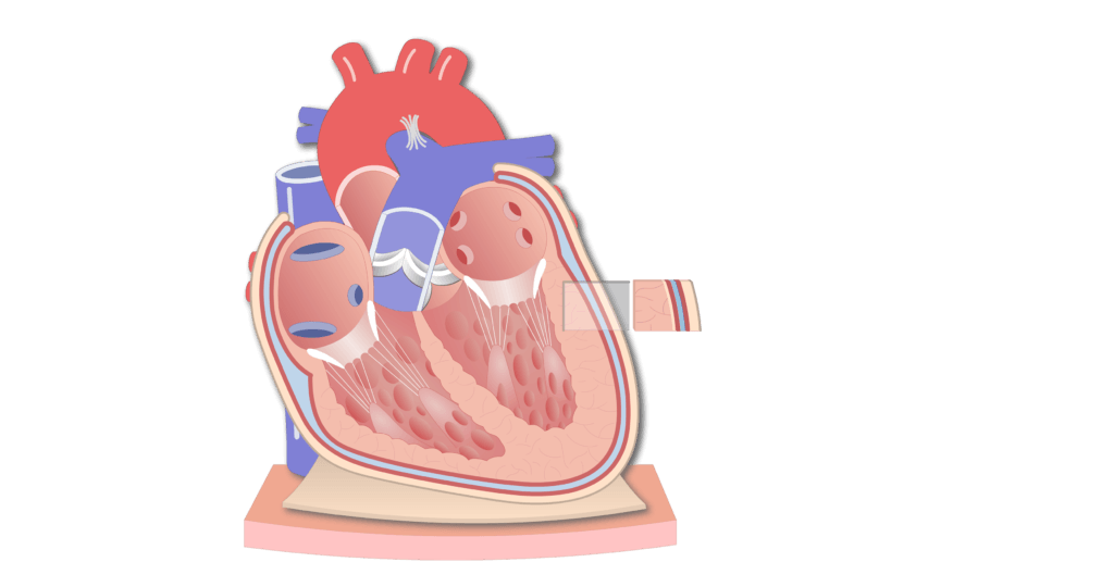 Pericardium - Structure & Function | GetBodySmart