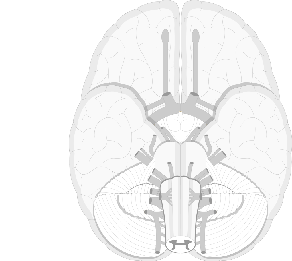 Central Nervous System Brain Unlabeled