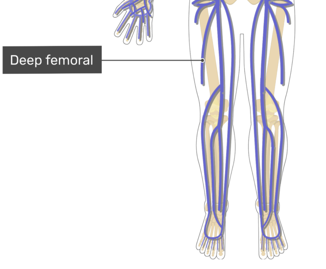 The Major Systemic Veins | GetBodySmart