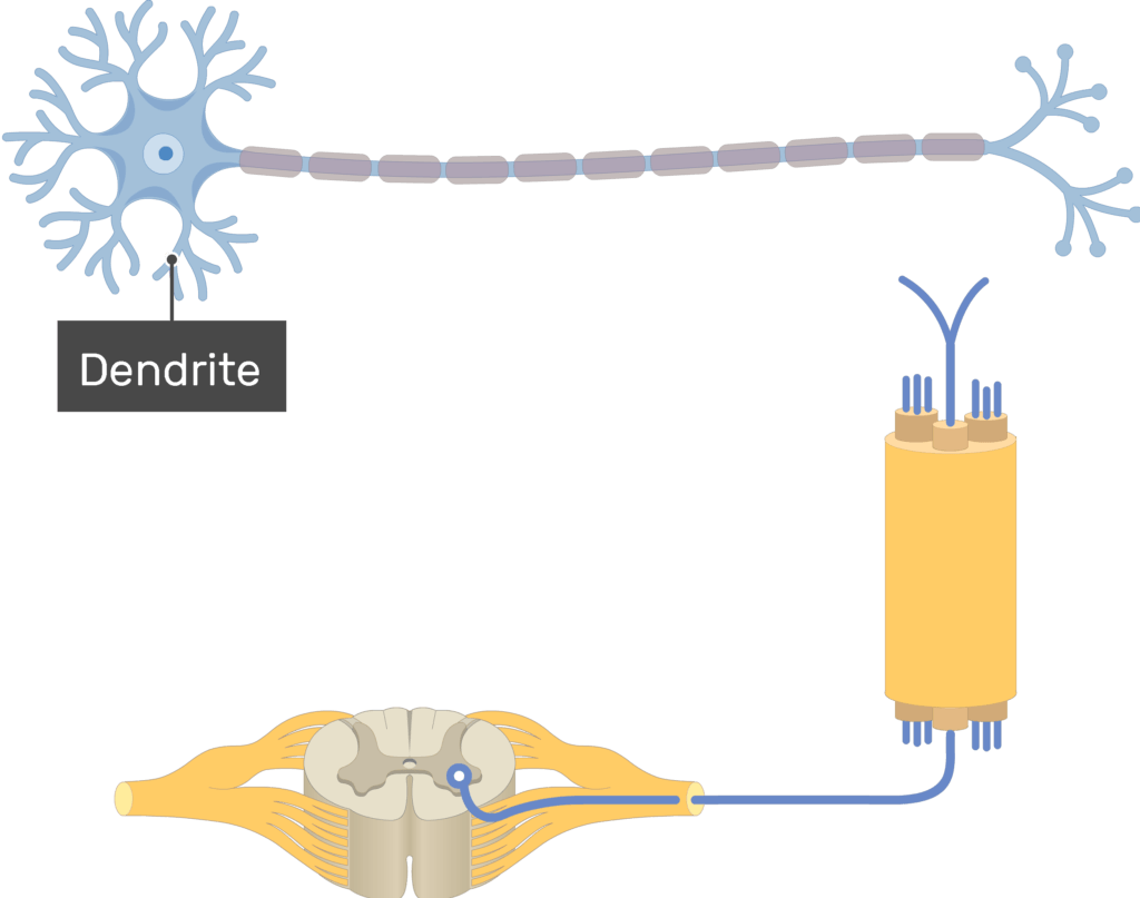 Multipolar Neurons - Structure, functions and diagram | GetBodySmart