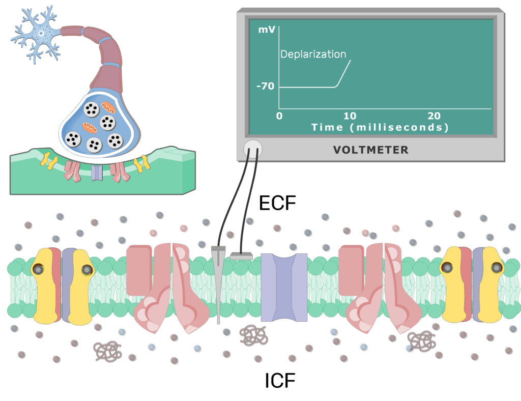 Depolarization