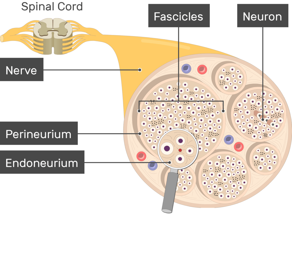 Peripheral Nerves Anatomy Anatomy Drawing Diagram