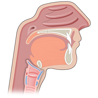 Epiglottis Diagram