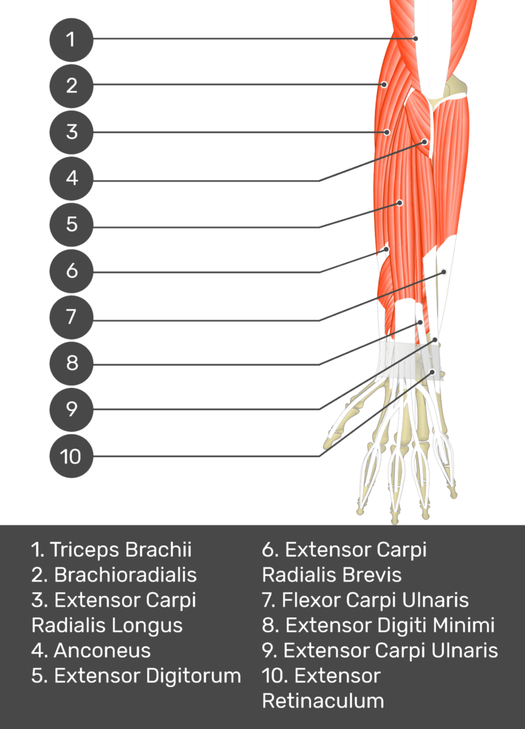 Extensor Carpi Radialis Brevis Muscle | GetBodySmart