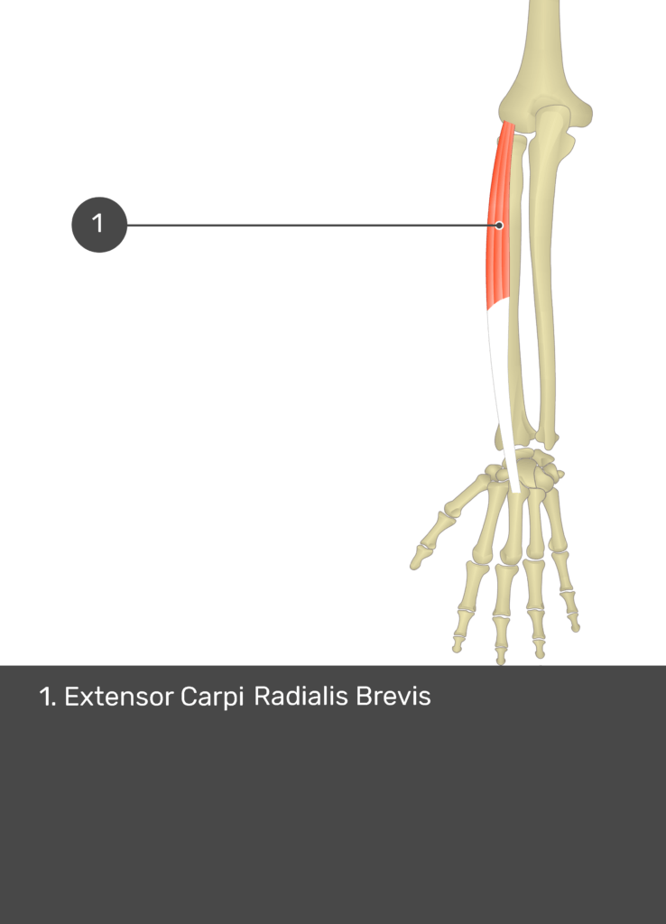 Extensor Carpi Radialis Brevis Muscle | GetBodySmart