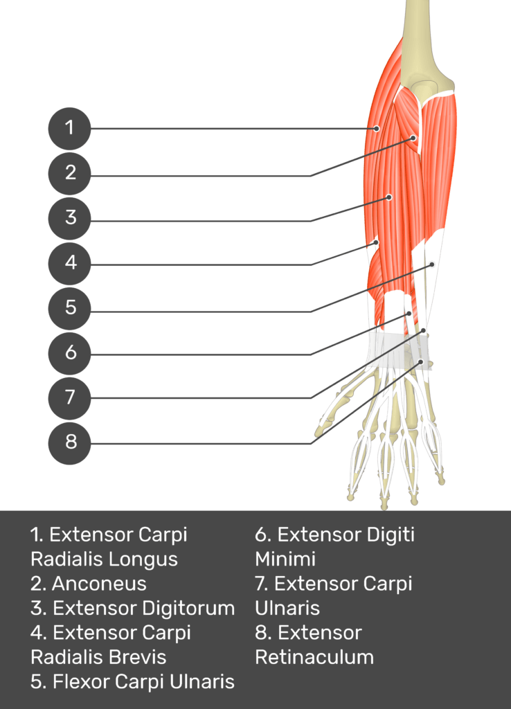 Extensor Carpi Radialis Brevis Muscle | GetBodySmart
