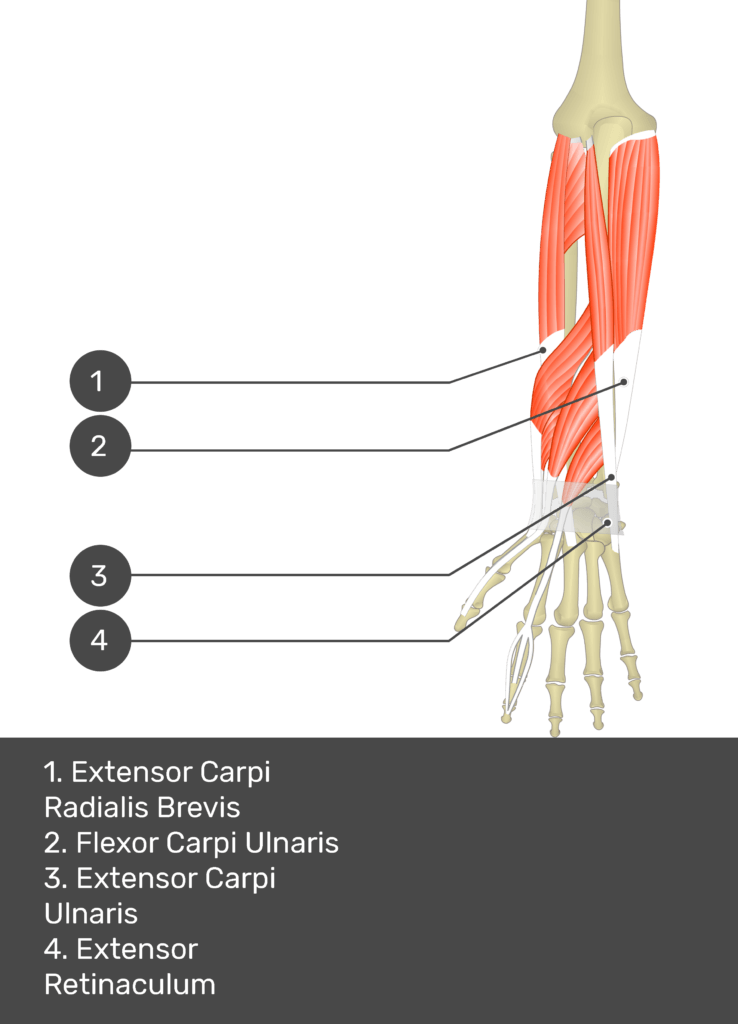 Extensor Carpi Radialis Brevis Muscle | GetBodySmart