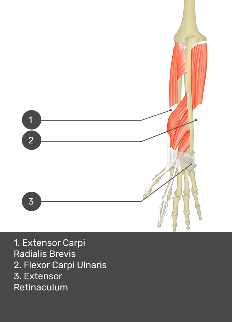 Extensor Carpi Radialis Brevis Muscle | GetBodySmart