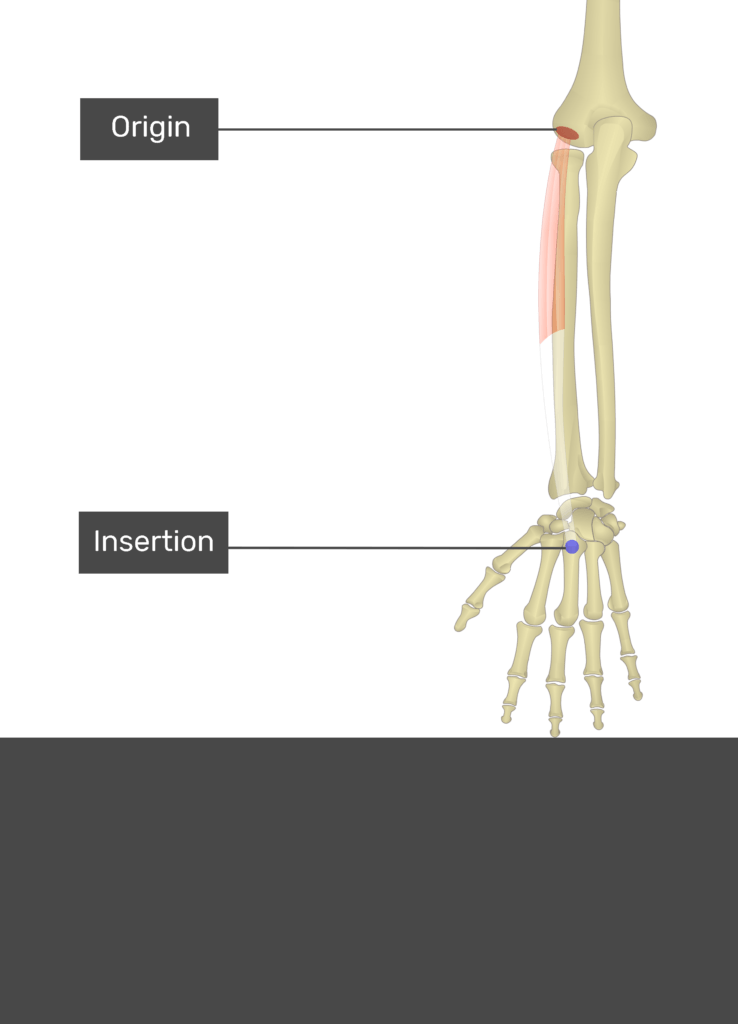 Extensor Digitorum Brevis Origin And Insertion Ea8c 7bbf 5d4f 4a39 Eea6 2b2c 0450
