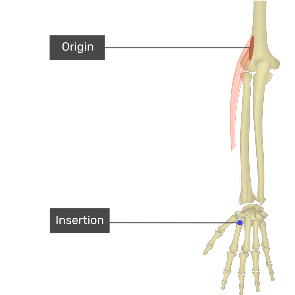 Abductor Pollicis Longus Origin And Insertion
