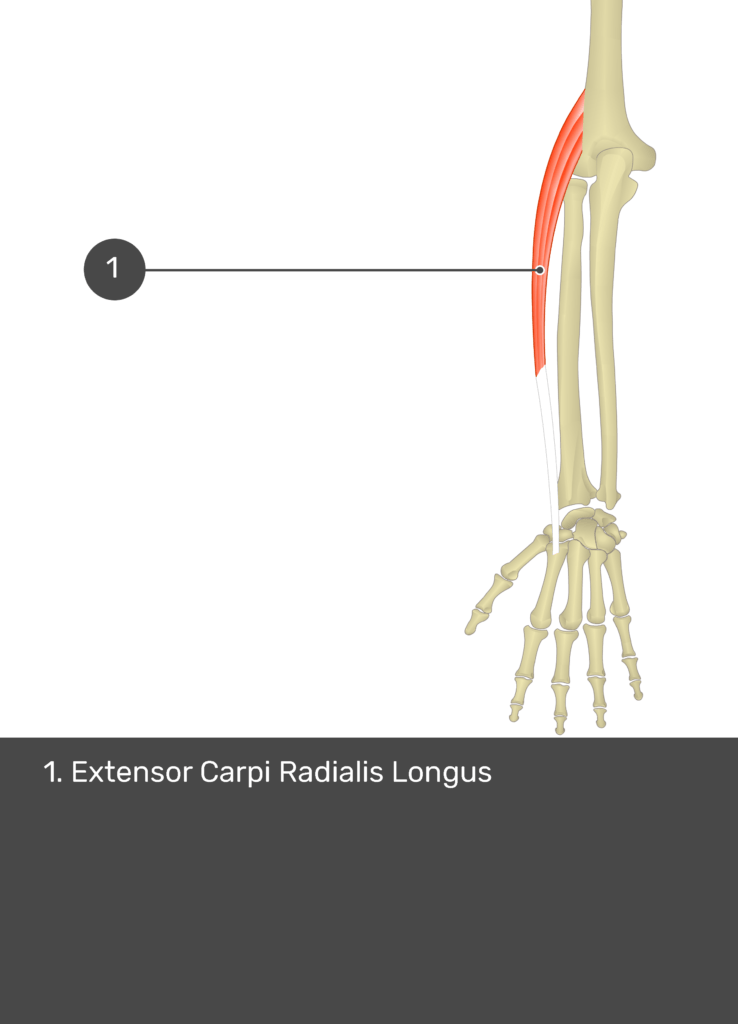 Extensor Carpi Radialis Longus Anatomy Orthobullets