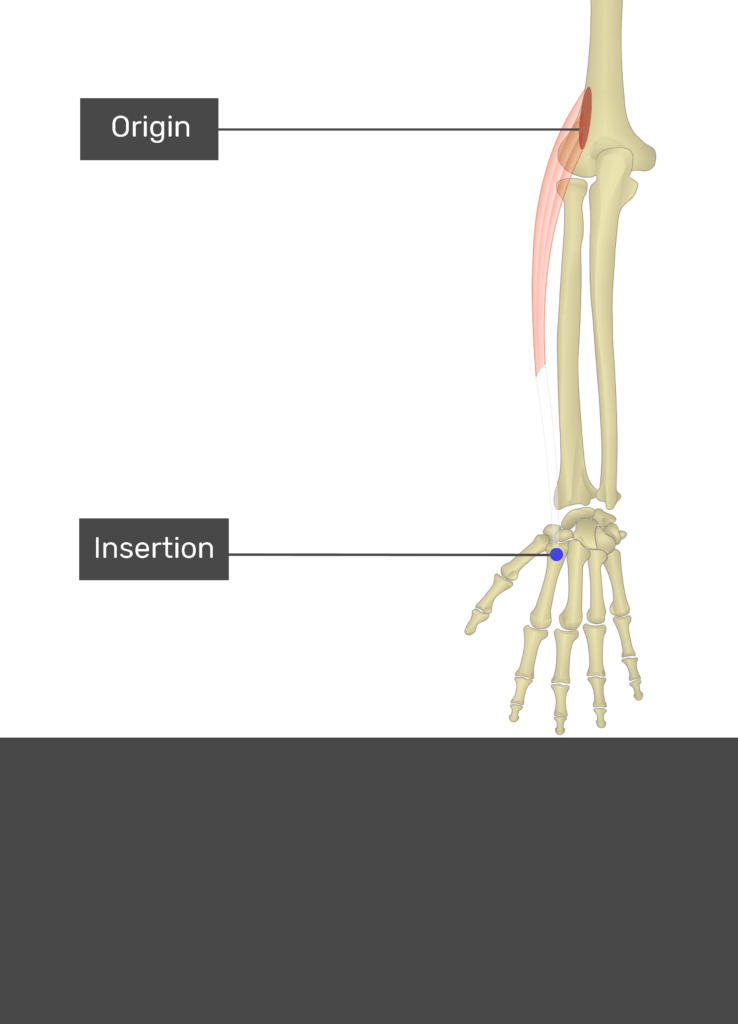 Extensor Carpi Radialis Brevis Muscle Test