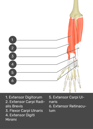 Extensor carpi ulnaris: origin, insertion, action | GetBodySmart