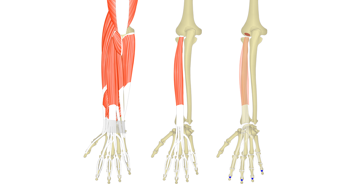 Extensor Digitorum Muscle | GetBodySmart Extensor Digitorum Muscle | GetBodySmart