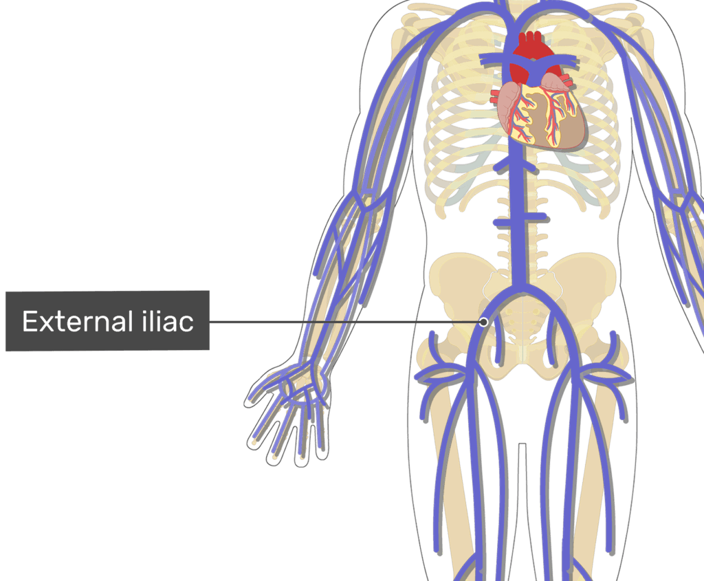 Arteries And Veins Of The Lower Body