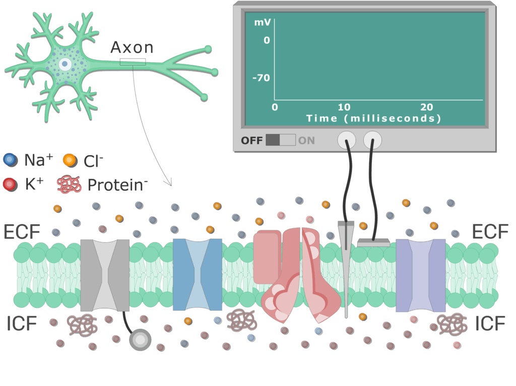 Measuring the Resting Membrane Potential | GetBodySmart