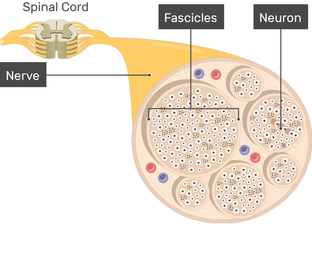 Nerve Structure (Anatomy and diagram) | GetBodySmart
