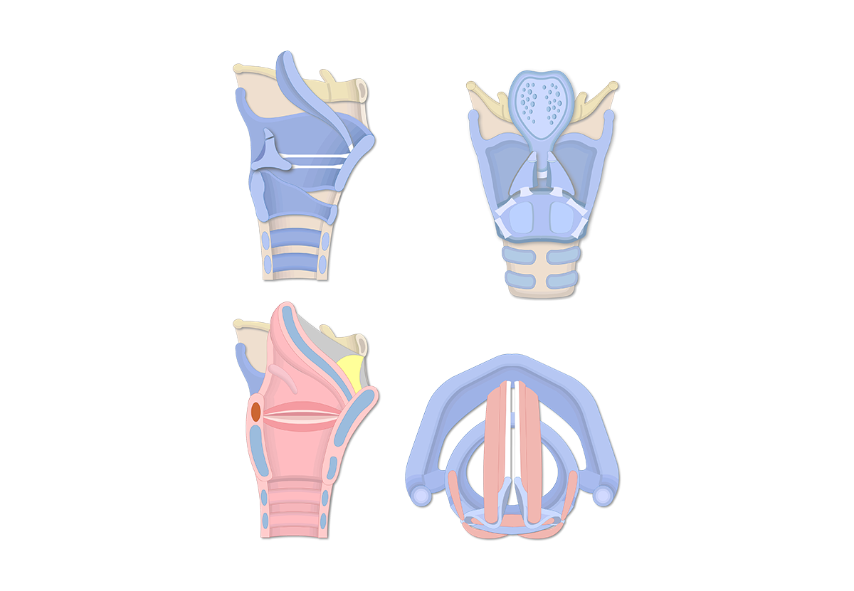 Small Cartilages of the Larynx - Arytenoid, Corniculate, & Cuneiform ...