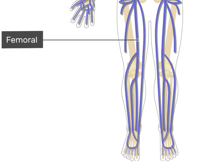 Main veins of the body | GetBodySmart