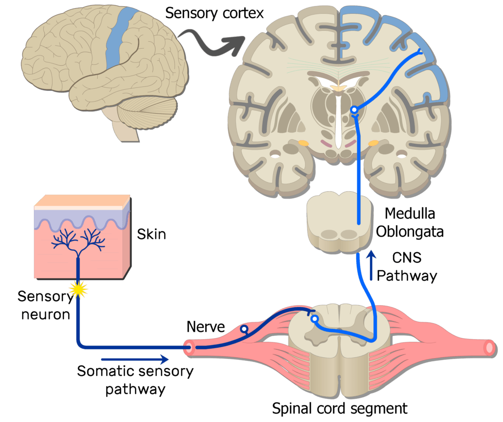 Examples of Somatic Nervous System Pathways | GetBodySmart