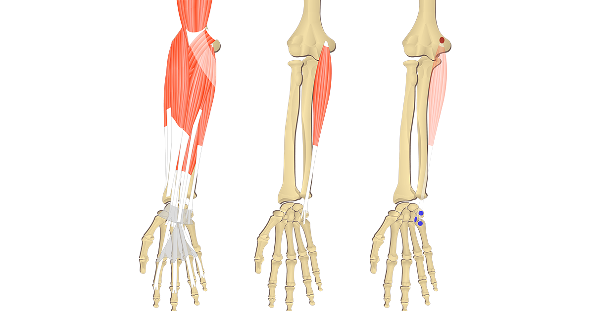 Flexor Carpi Ulnaris Getbodysmart