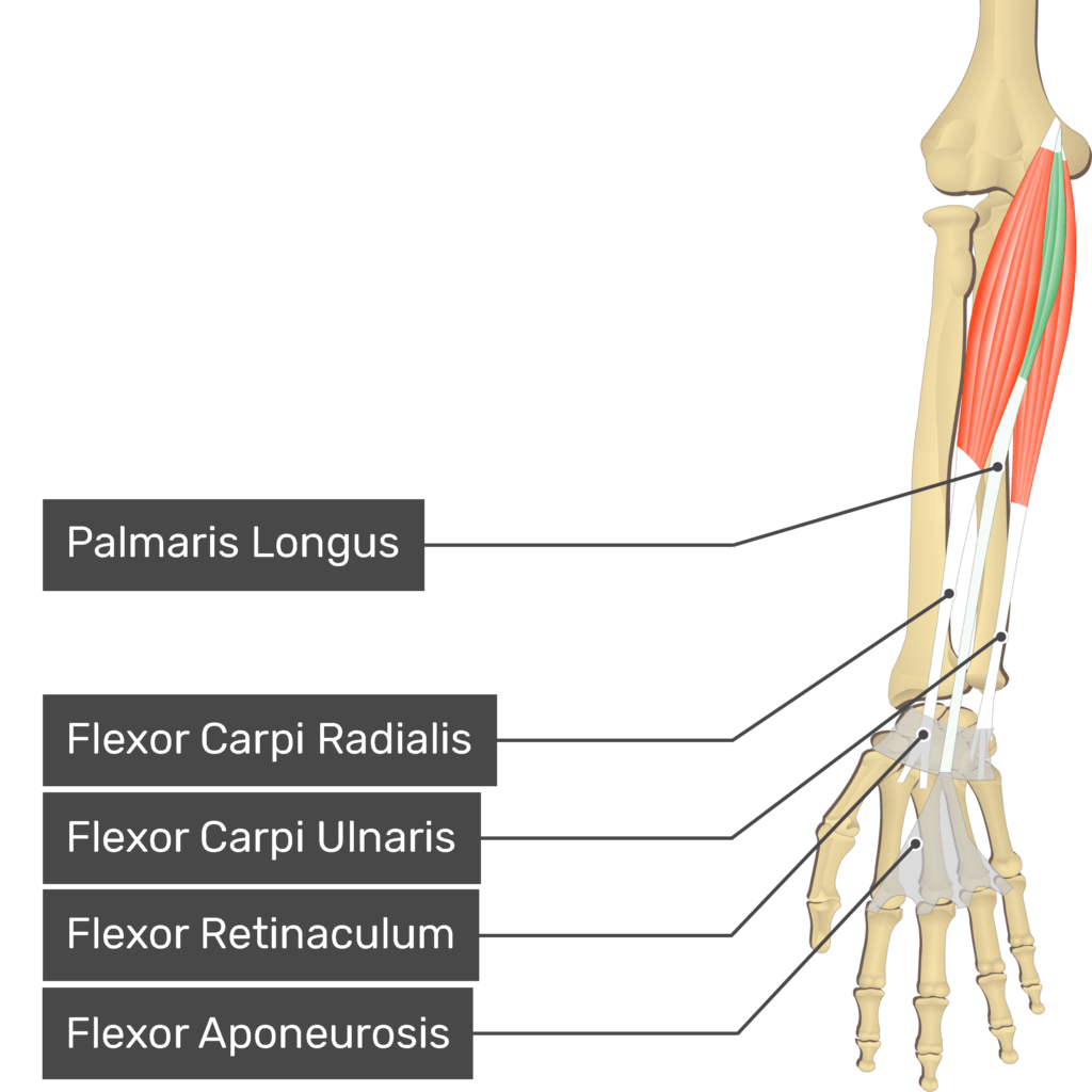 Palmaris Longus