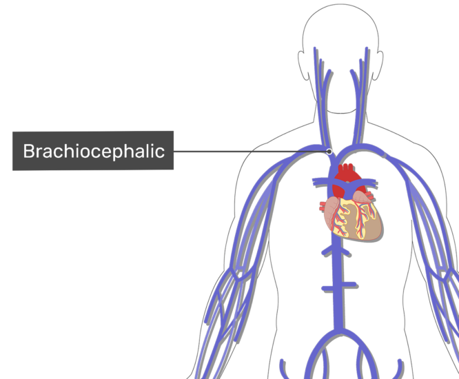 Main veins of the body | GetBodySmart