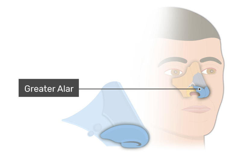 Supportive Cartilages and Bones of the Nose