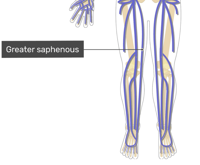 Main veins of the body | GetBodySmart