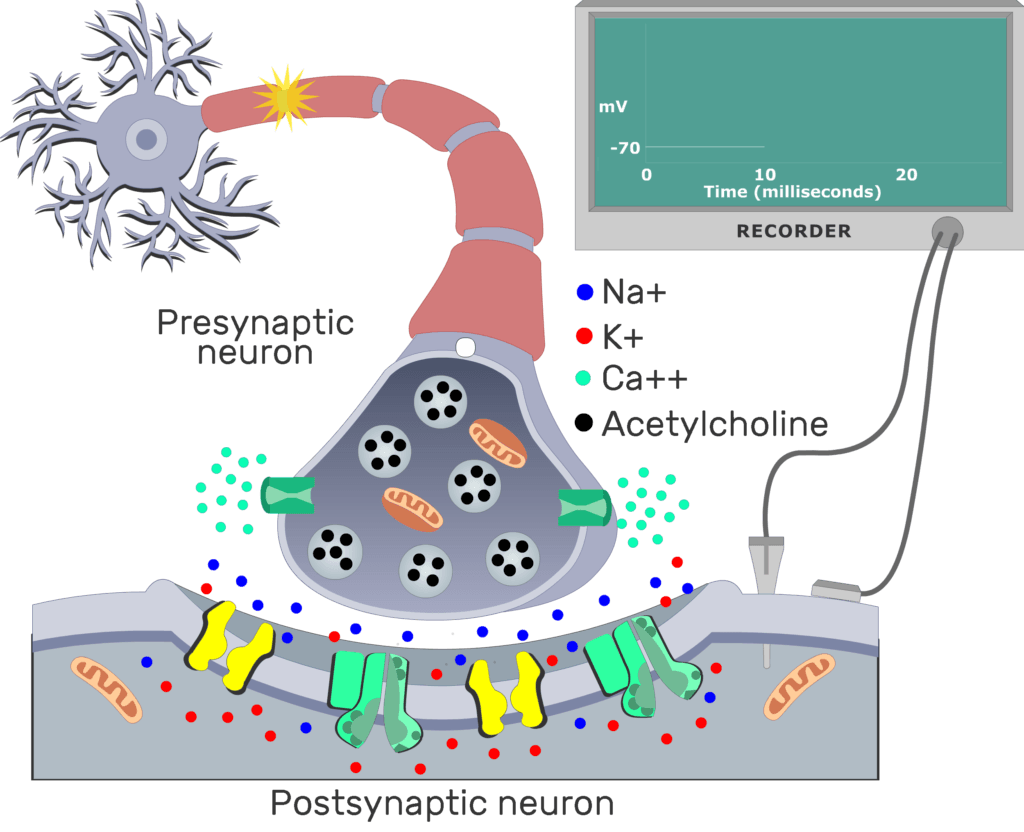 Cholinergic synapse: events and interactive diagram | GetBodySmart
