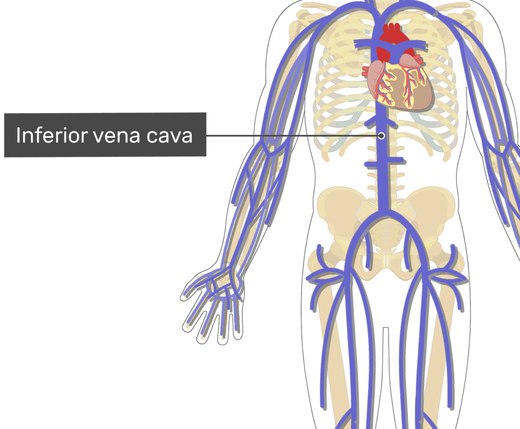 Inferior Vena Cava Anatomy