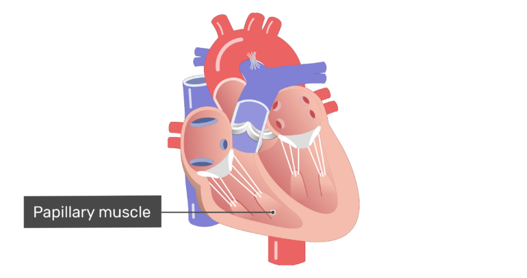 Heart Valves: Anatomy and Function | GetBodySmart